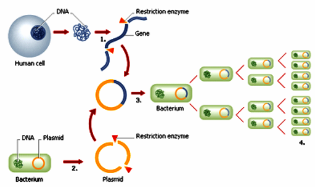Biotechnology Timeline | Timetoast timelines