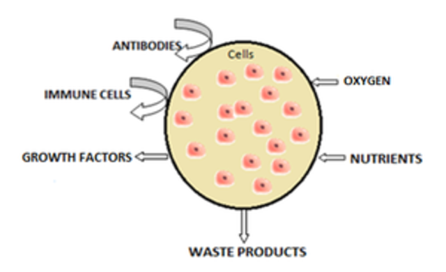 Biotechnology Timeline | Timetoast timelines