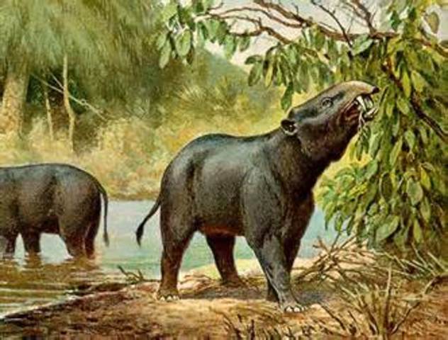 Elephant Evolution timeline | Timetoast timelines