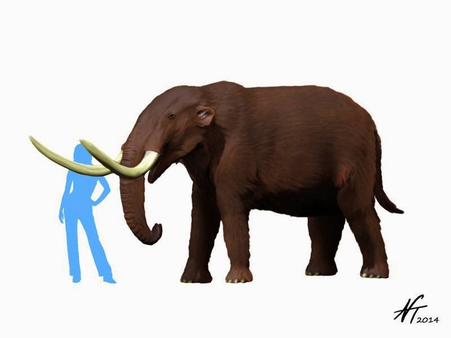 Elephant Evolution timeline | Timetoast timelines