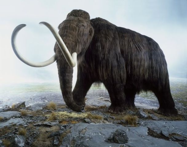 Elephant Evolution timeline | Timetoast timelines