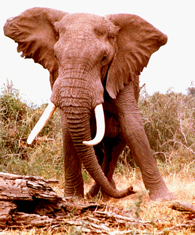 Elephant Evolution timeline | Timetoast timelines