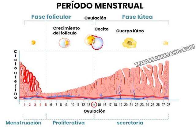 Ciclo Ovarico- Enfasis en Planificacion Familiar timeline | Timetoast ...