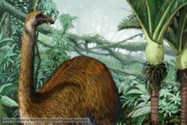 Aves extintas y en Vía de extinción timeline | Timetoast timelines