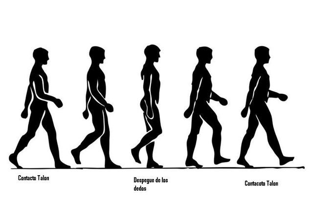 Locomoción en el Ser Humano timeline | Timetoast timelines