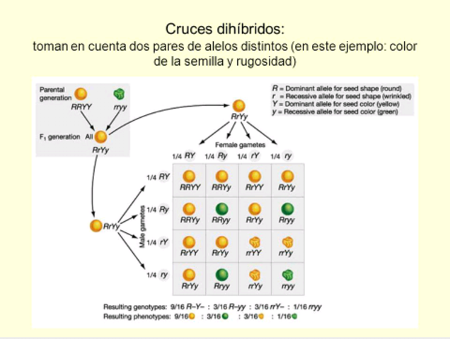 Evolucion de los cruces monohibrido y dihibrido timeline | Timetoast ...