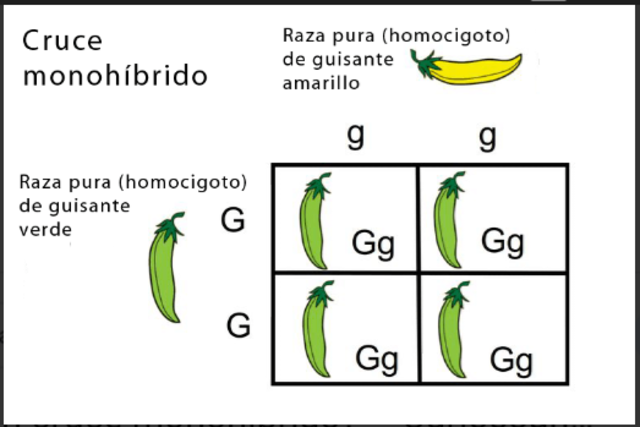 Evolucion de los cruces monohibrido y dihibrido timeline | Timetoast ...