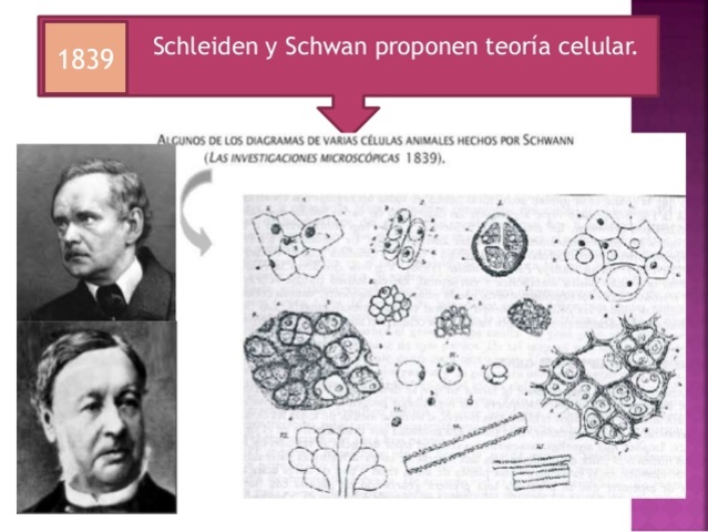Teoría celular timeline | Timetoast timelines