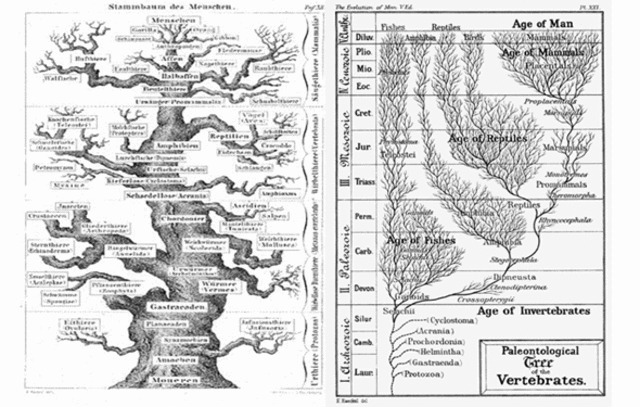 Evolución del hombre timeline | Timetoast timelines