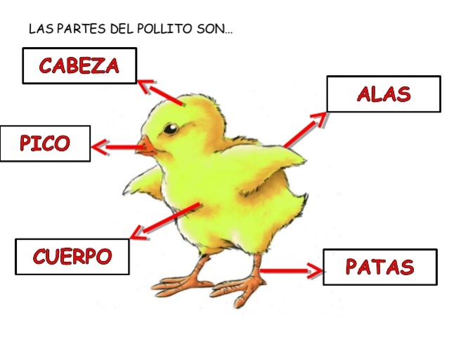 PROYECTO "EL POLLITO" timeline | Timetoast timelines