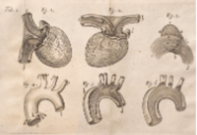 Timeline of Cardiology | Timetoast timelines