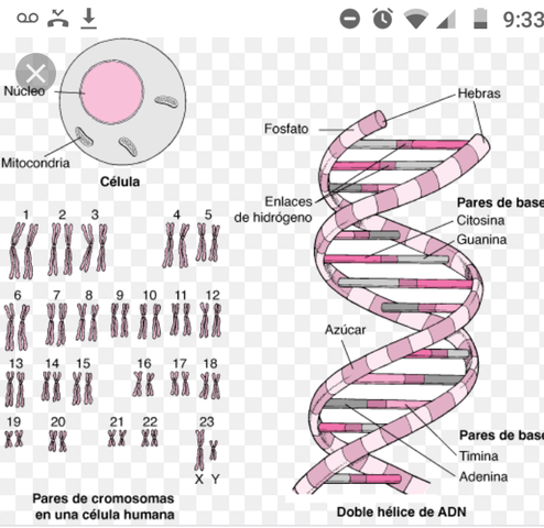 EVOLUCIÓN DE LOS SÍNDROMES POR ALTERACIONES CROMOSOMICAS timeline | Timetoast timelines