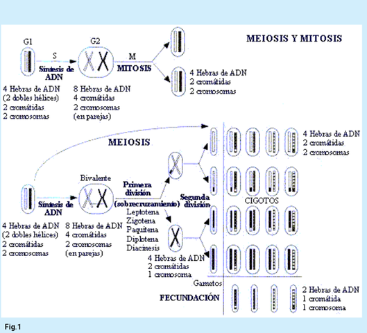 EVOLUCIÓN DE LOS SÍNDROMES POR ALTERACIONES CROMOSOMICAS timeline ...
