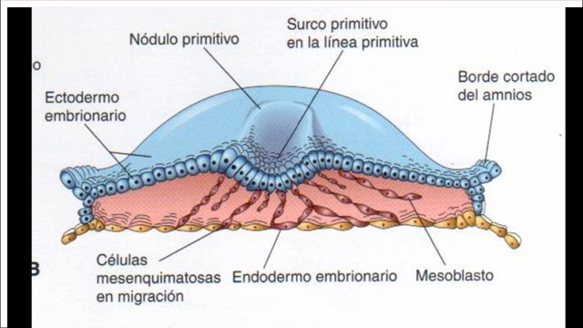 Periodo embriológico timeline | Timetoast timelines