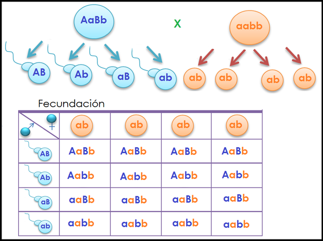 EVOLUCIÓN DE LOS CRUCES MONOHIBRIDOS Y DIHIBRIDOS timeline | Timetoast ...