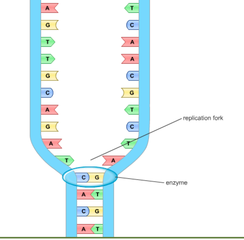 DNA Replication timeline | Timetoast timelines