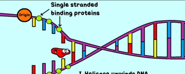 DNA Replication timeline | Timetoast timelines