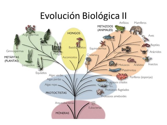 Evolución de la genetica timeline | Timetoast timelines