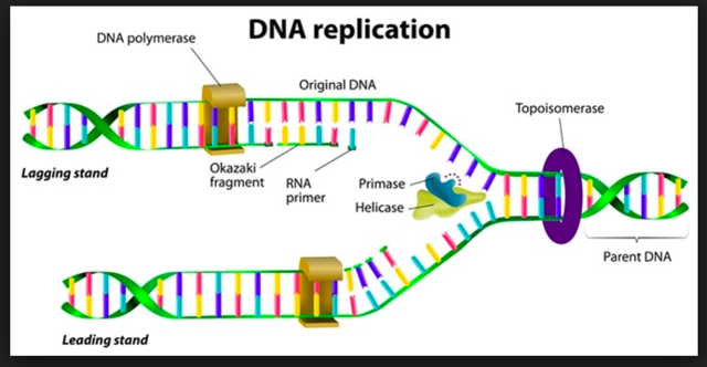 Dna Replication Timeline | Timetoast timelines