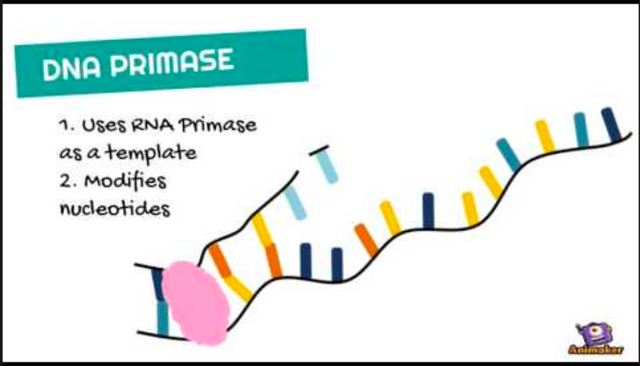 Dna Replication Timeline | Timetoast timelines