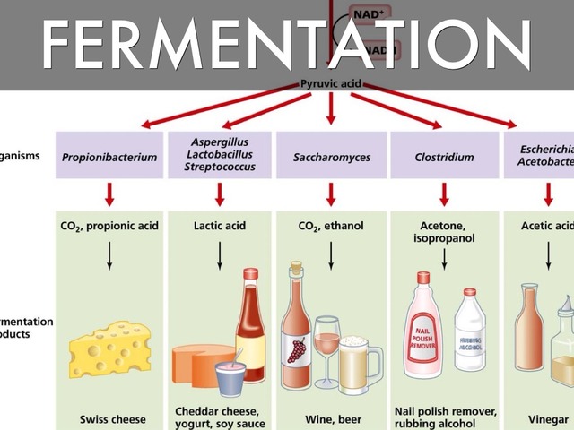 Louis Pasteur timeline | Timetoast timelines