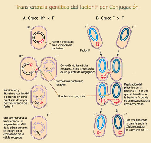 MICROBIOLOGIA timeline | Timetoast timelines