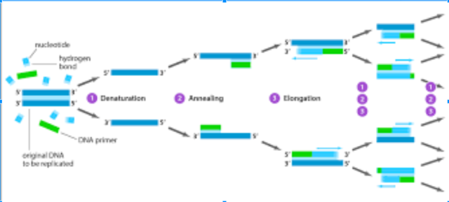 DNA Discovery timeline | Timetoast timelines