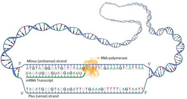 DNA Discovery TimeToast timeline | Timetoast timelines