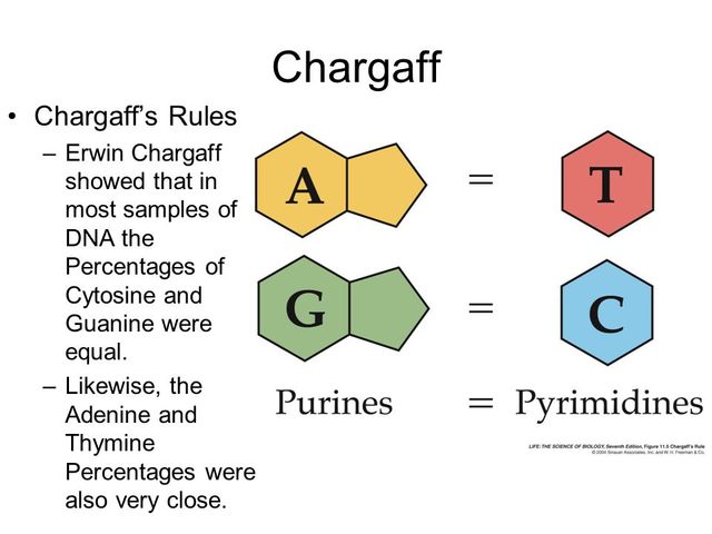 Biology Timeline | Timetoast timelines