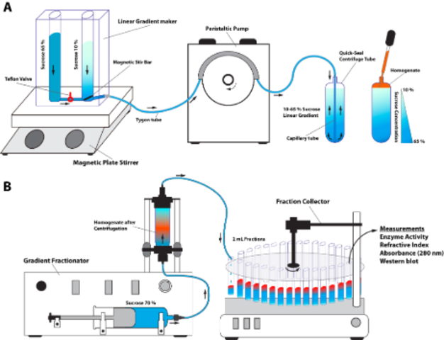 DNA Discovery Timeline by Maddie Greco and Kurt Worley | Timetoast ...