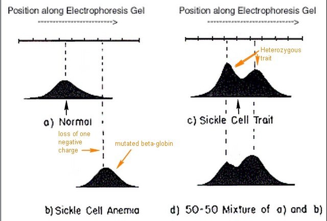 The Discovery of DNA- Duong Minh and Loftus Katrina timeline ...