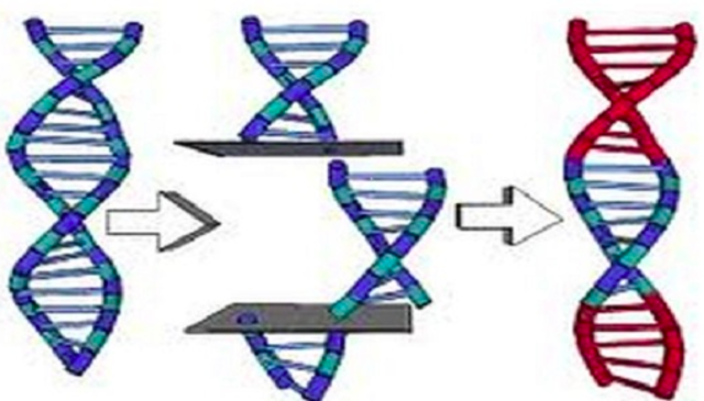 The Discovery of DNA- Brian Singewald & Bailey Mullen timeline ...