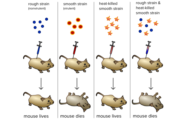 DNA Discovery TimeToast timeline | Timetoast timelines