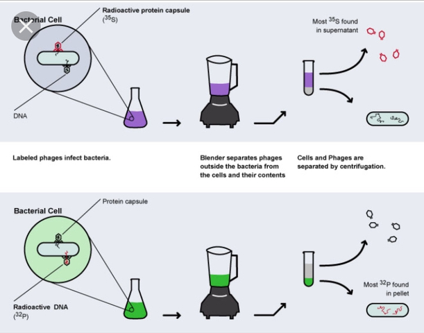 DNA researchers timeline | Timetoast timelines