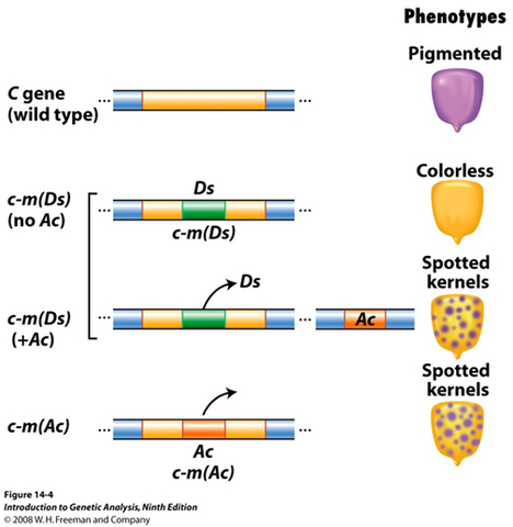 DNA Discovery timeline | Timetoast timelines