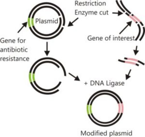 The Discovery of DNA timeline | Timetoast timelines