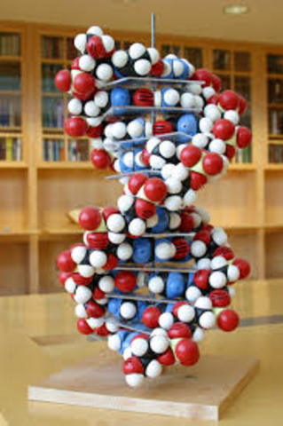 The Discovery of DNA - Huberty, Maya; Fitzgerald, Taylor timeline ...