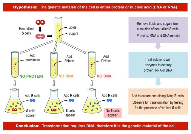 Discovery of DNA Timeline (Dom Findora and Seth Miller) | Timetoast ...