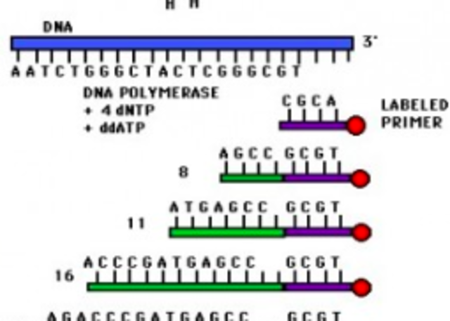 DNA Researchers Info Grid timeline | Timetoast timelines