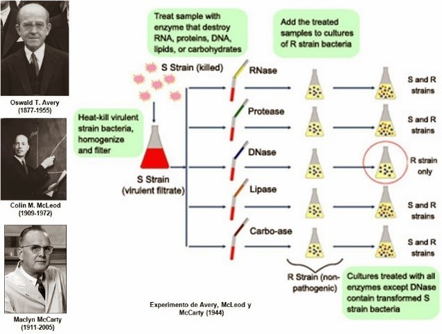 Historia de la biología molecular timeline | Timetoast timelines