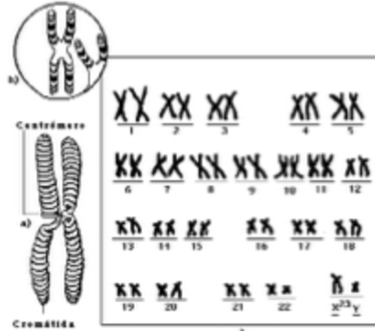 Biología Molecular timeline | Timetoast timelines