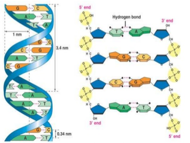DNA Researchers timeline | Timetoast timelines