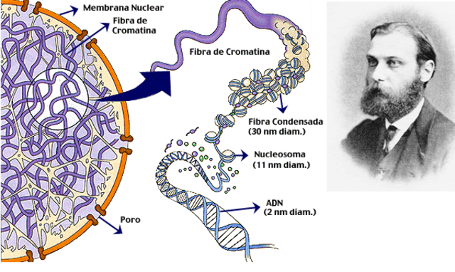 HISTORIA DE LA BIOLOGÍA MOLECULAR timeline | Timetoast timelines