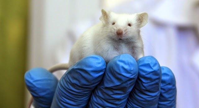 HISTORIA DE LA BIOLOGÍA MOLECULAR timeline | Timetoast timelines