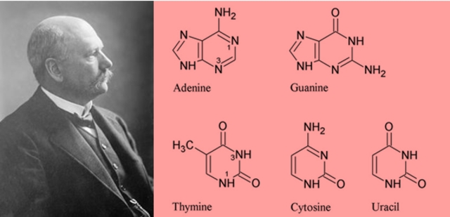 Actividad 1: Historia de la Biología Molecular timeline | Timetoast timelines