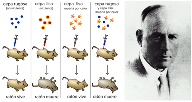 Actividad 1: Historia de la Biología Molecular timeline | Timetoast timelines