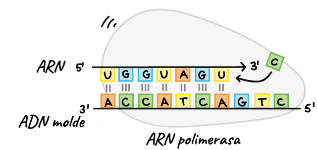 Historia de la biología molecular timeline | Timetoast timelines