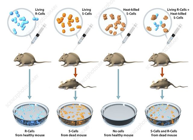 La Historia de la Biologia Molecular timeline | Timetoast timelines