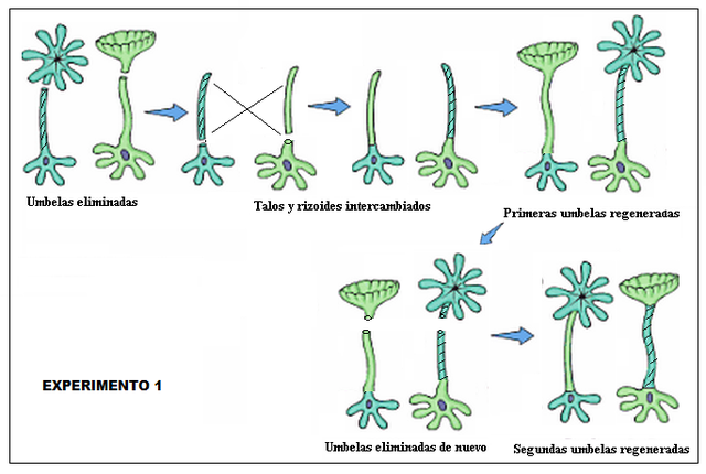 Historia de la Biología Molecular timeline | Timetoast timelines