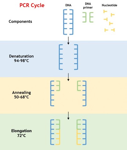 Historia de la biología molecular timeline | Timetoast timelines
